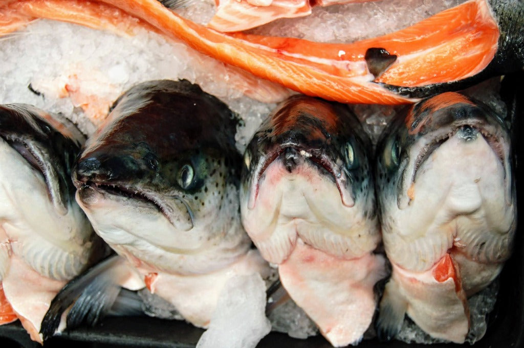 Can you buy fish heads?