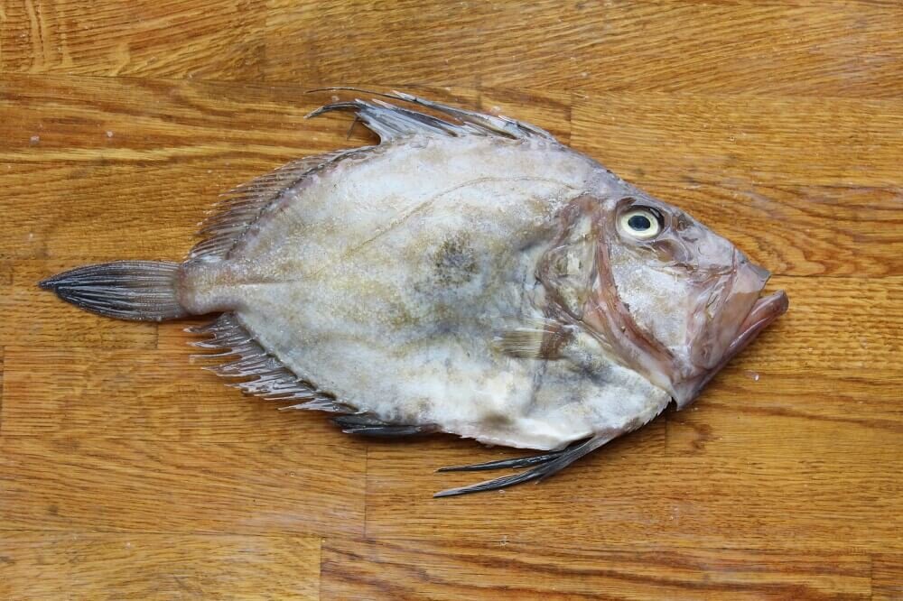 Can you buy John Dory in the UK?