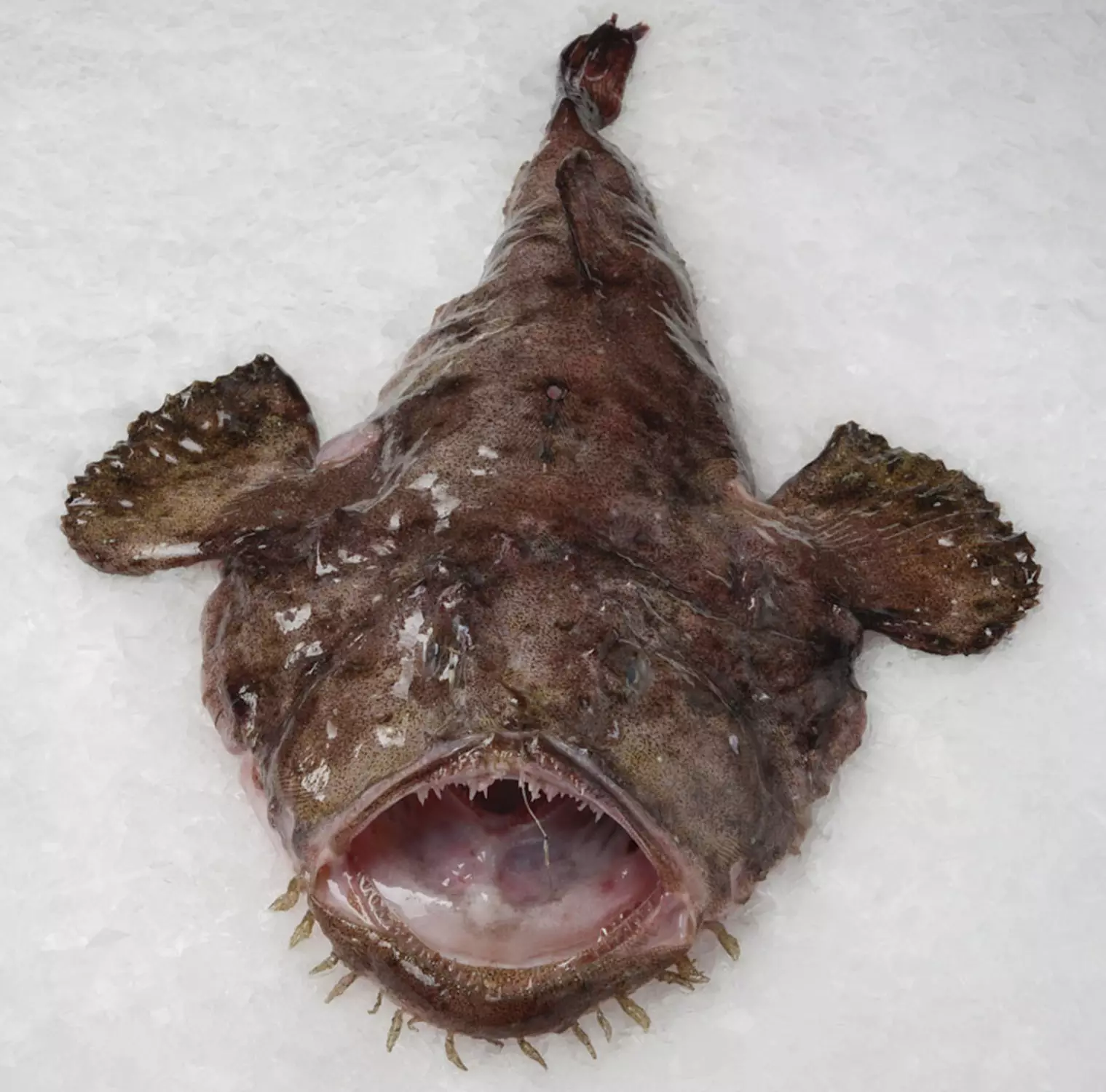 Can you buy monkfish all year round?