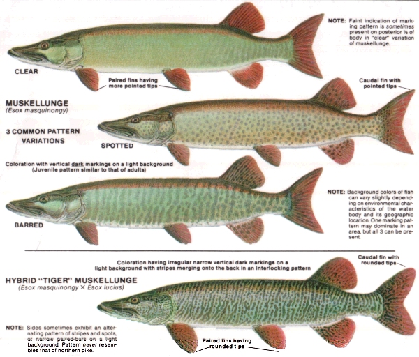 Can you buy muskie fish?