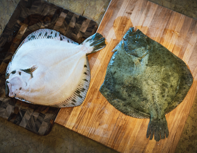 Can you buy turbot in the US?