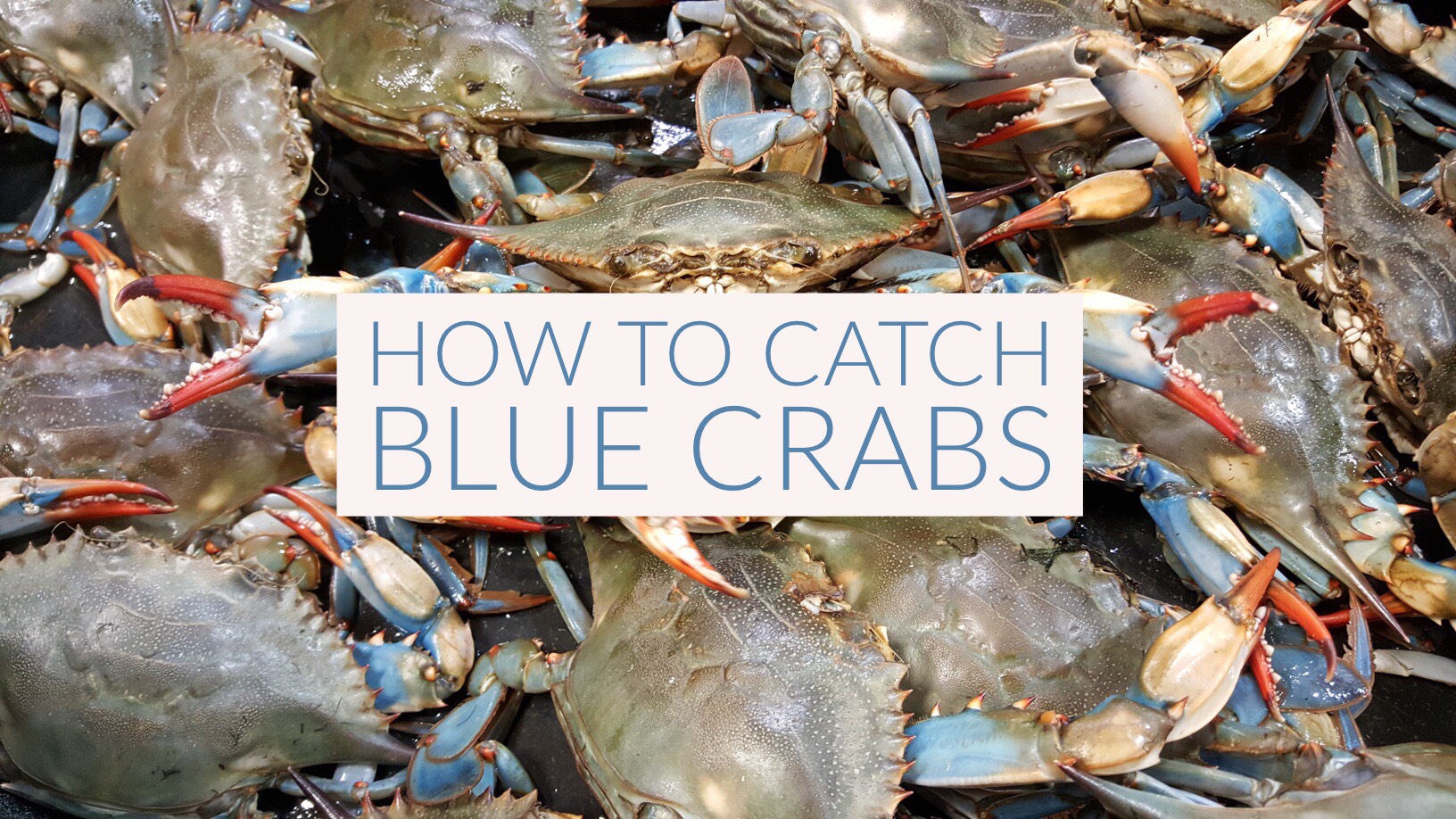 Can you catch blue crab in Florida in January?