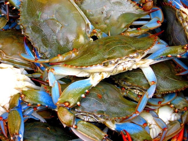 Can you catch blue crabs during the day?