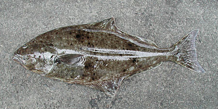 Can you catch halibut in rivers?
