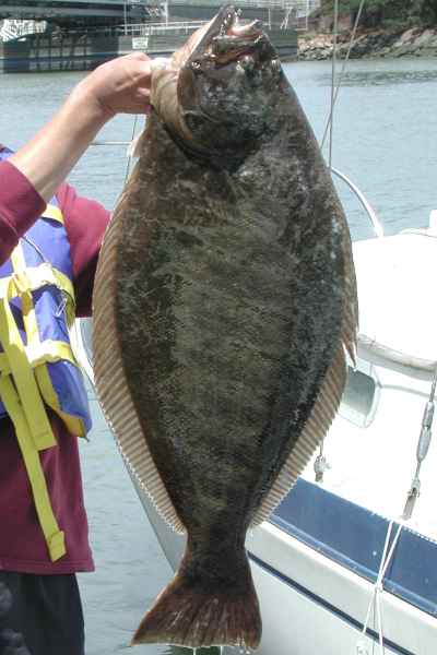 Can you catch halibut off the Oregon coast?