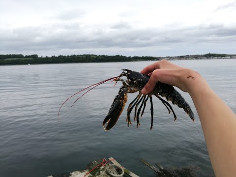 Can you catch lobster from shore?