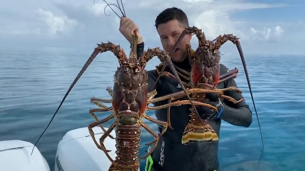 Can you catch lobster in the Bahamas?