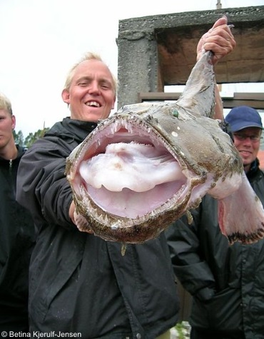 Can you catch monkfish in UK?