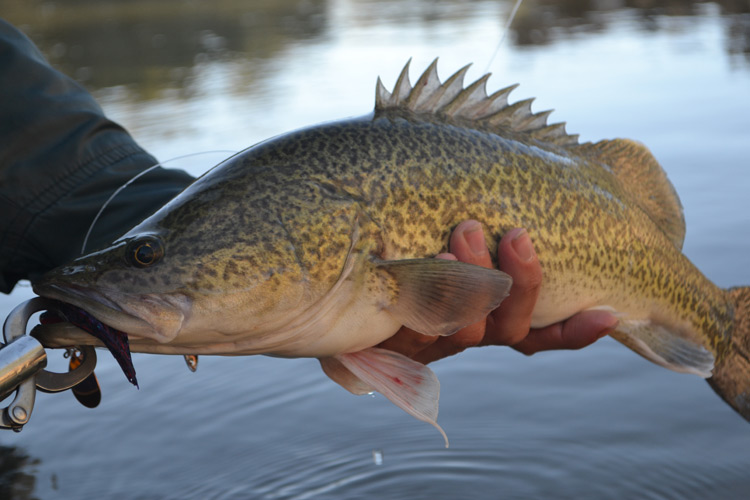 Can you catch Murray cod in NSW?