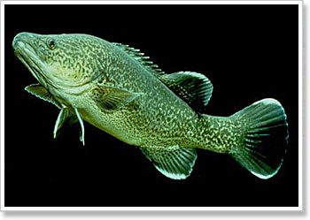 Can you catch Murray cod in SA?