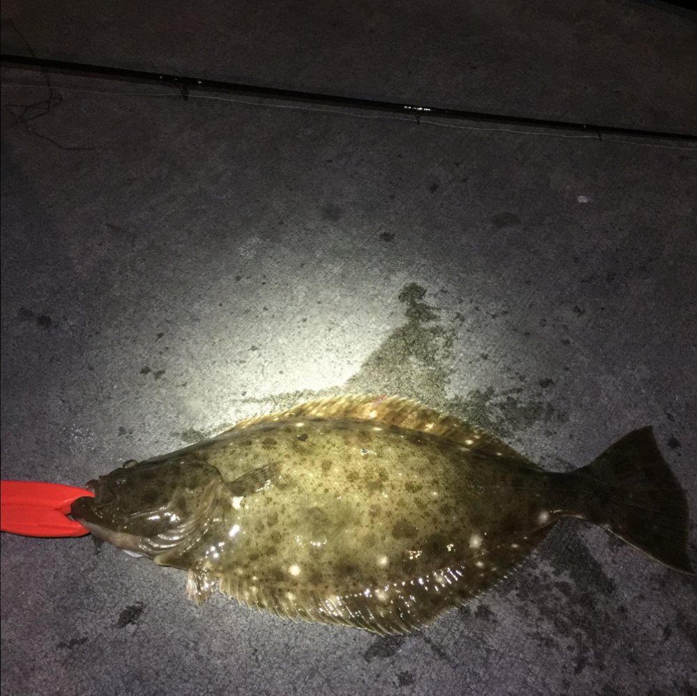 Can you catch Pacific halibut at night?