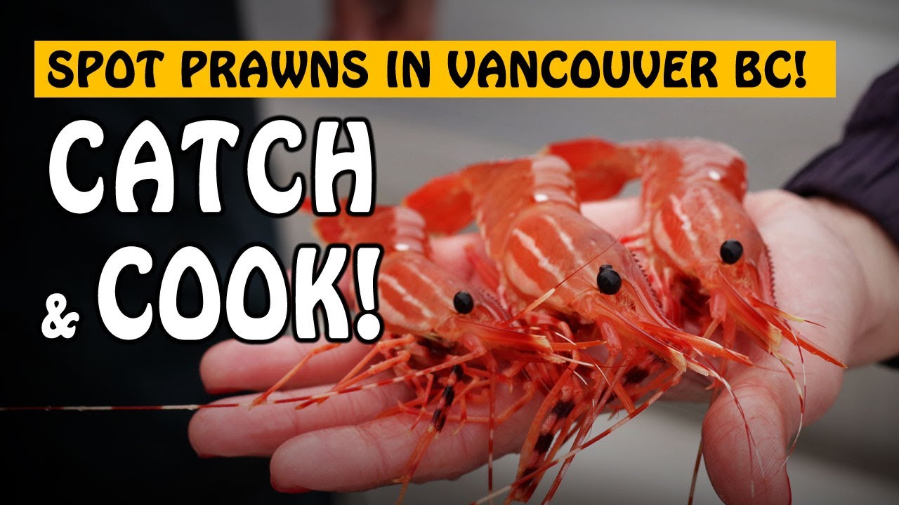 Can you catch prawns in winter?