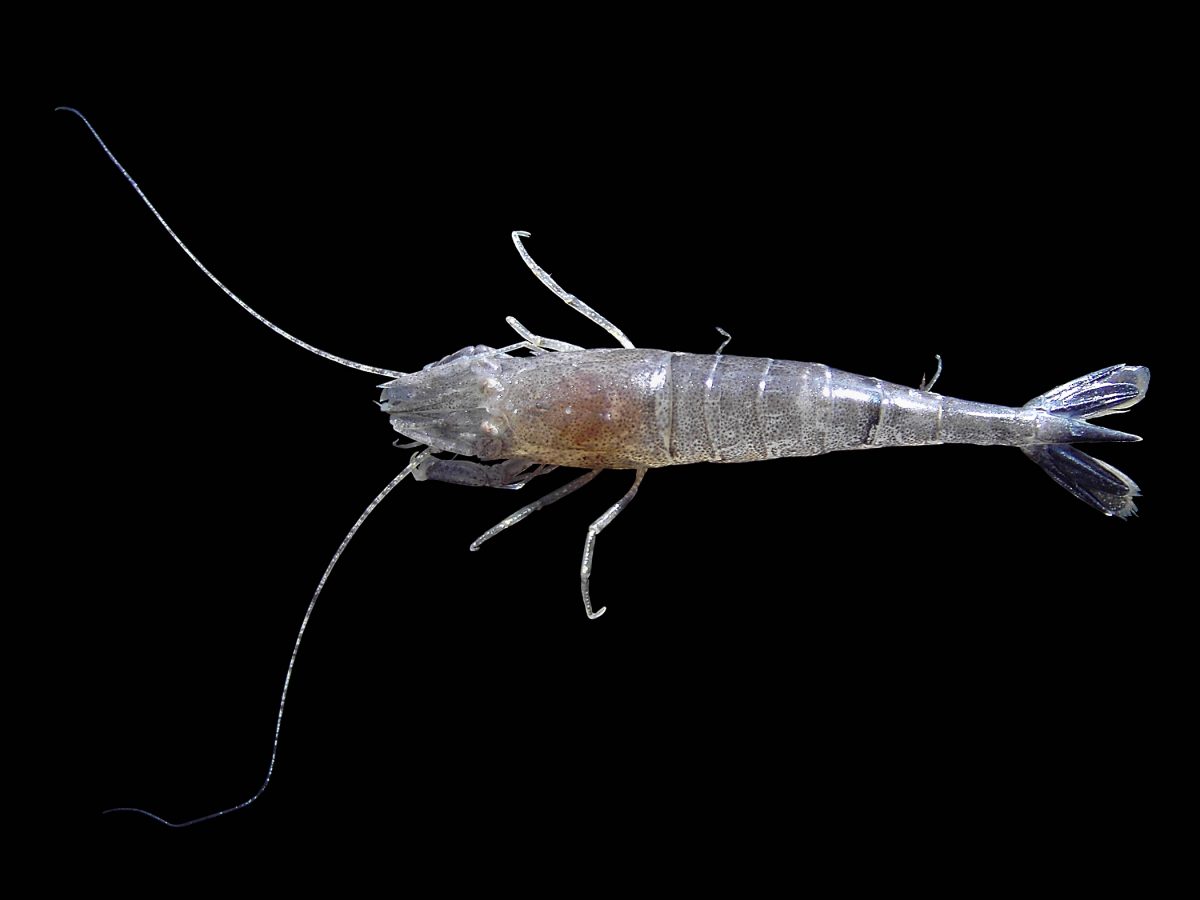 Can you catch shrimp in the UK?