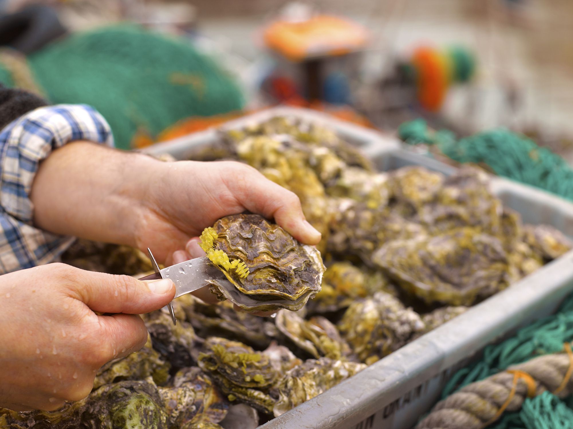 Can you collect oysters in the UK?