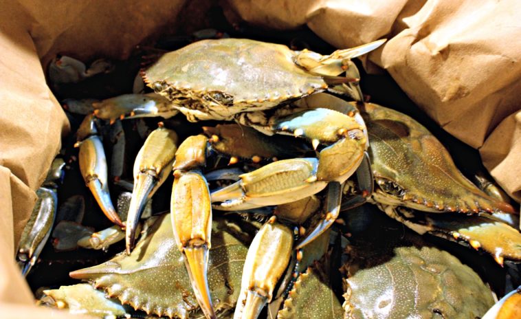 Can you cook crab after it has been killed?