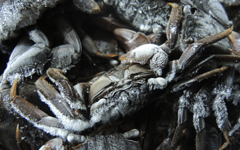 Can you cook frozen Live crabs?