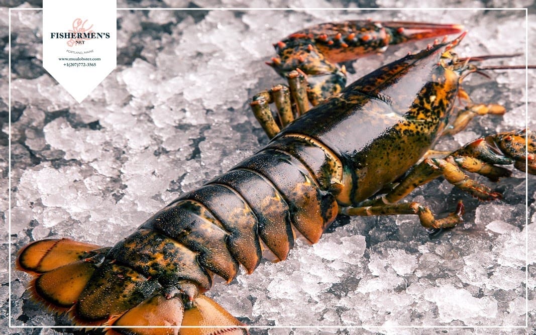 Can you cook frozen lobster in the freezer?