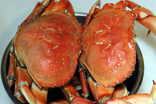 Can you cook your own Dungeness crab?
