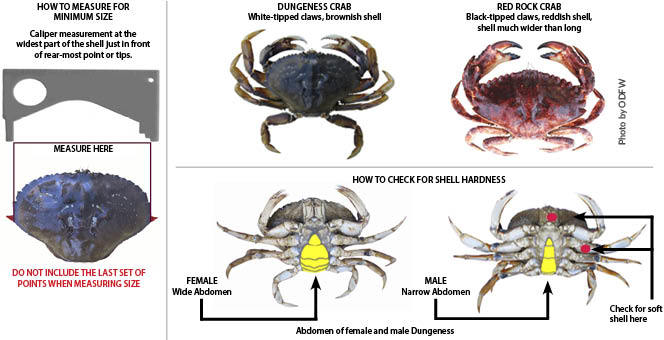 Can you crab at night in Washington?