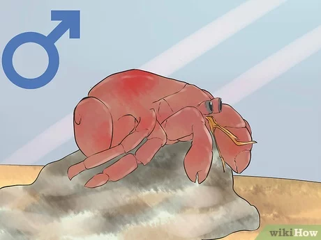 Can you cross breed hermit crabs?