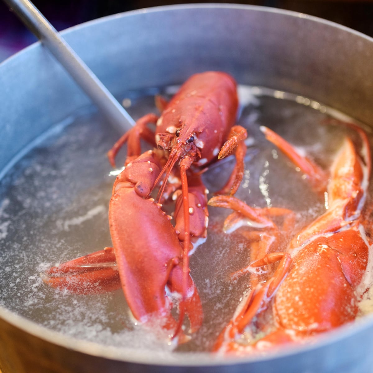 Can you crowd lobsters in boiling water?