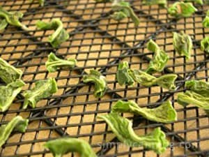 Can You dehydrate green beans?