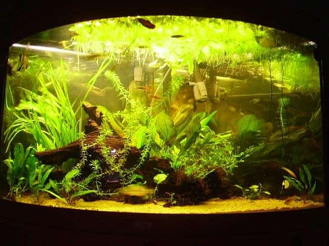 Can you do water changes too often?