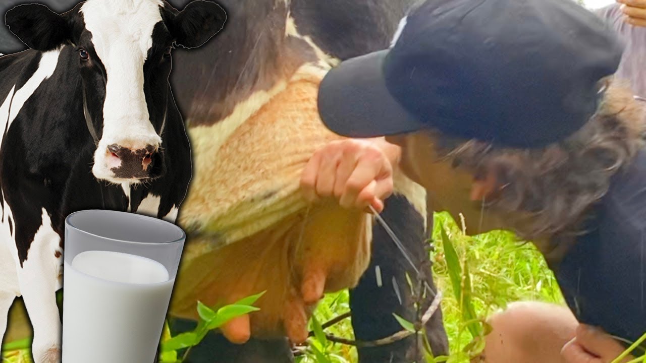Can you drink milk fresh out of a cow?
