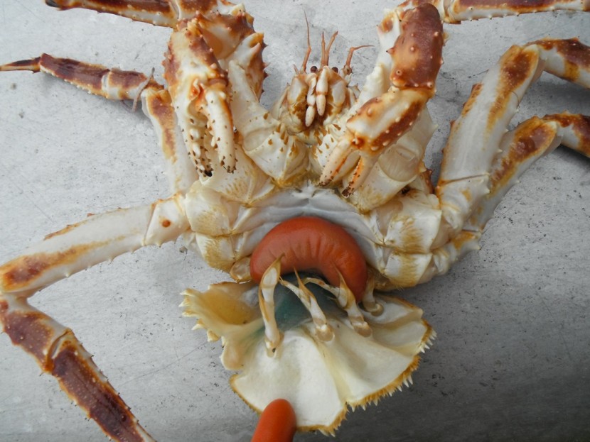 Can you eat a crab with a parasite?