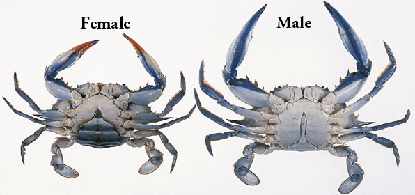 Can you eat a female blue crab?