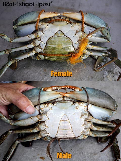 Can you eat a female crab?