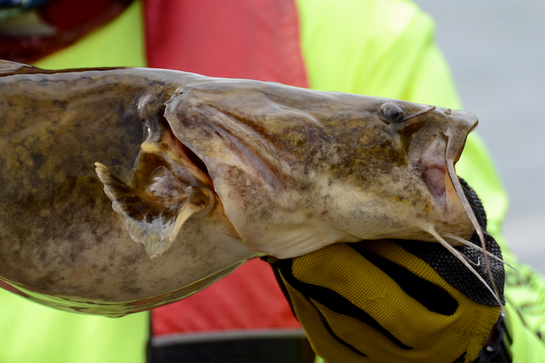Can you eat a flathead?