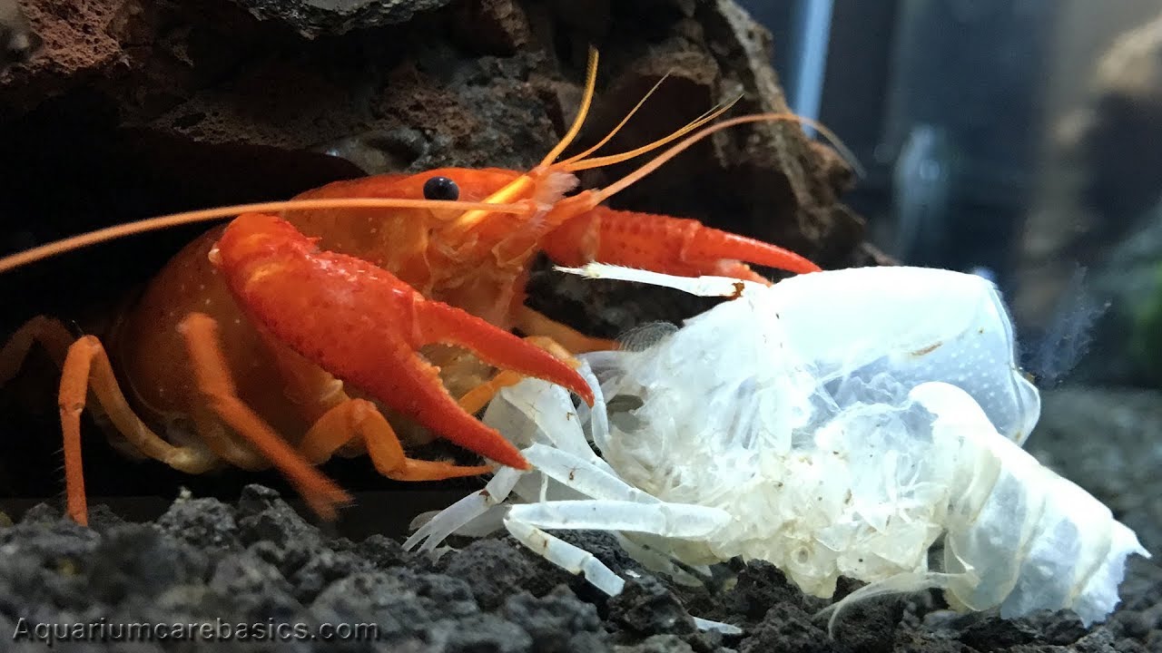 Can you eat a molting lobster?
