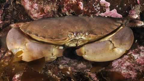 Can you eat all UK crabs?