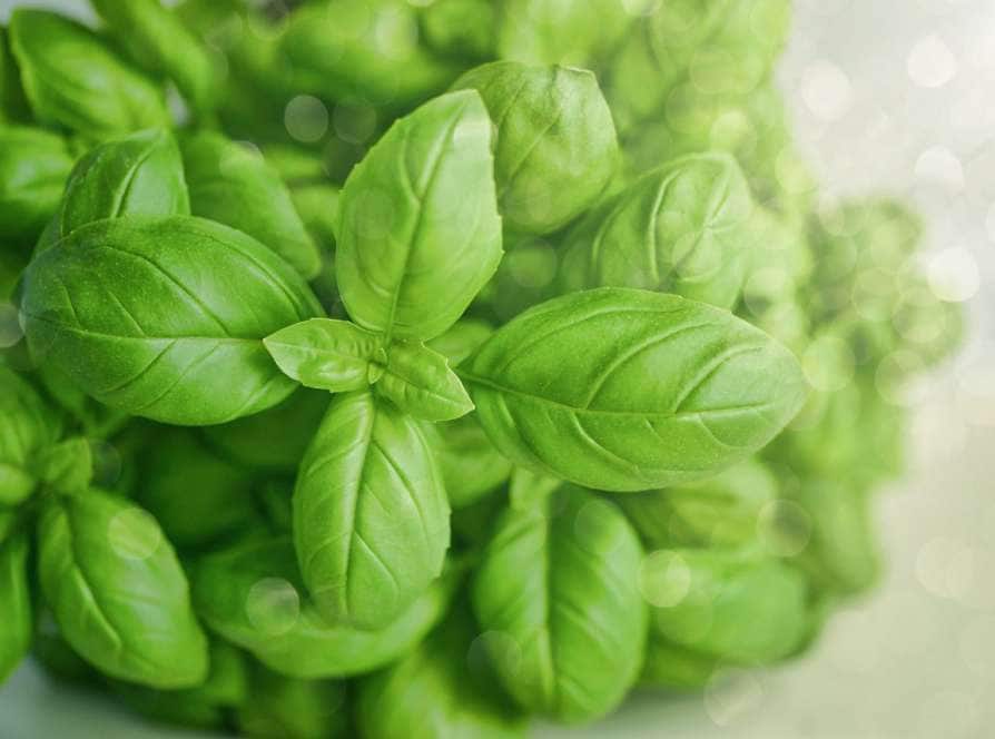 Can you eat basil plant?