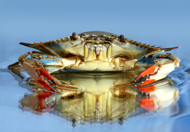 Can you eat cannibal crabs?