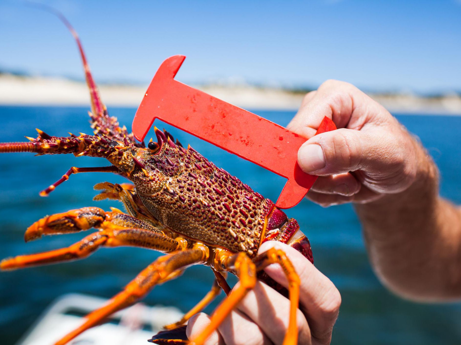 Can you eat Caribbean lobster?