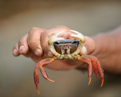 Can you eat Costa Rican land crabs?