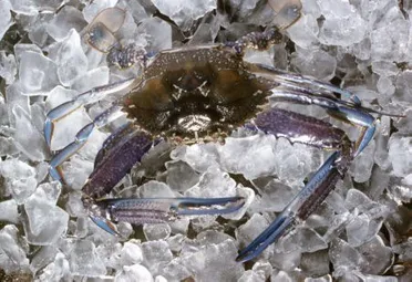 Can you eat crabs that died while on ice?