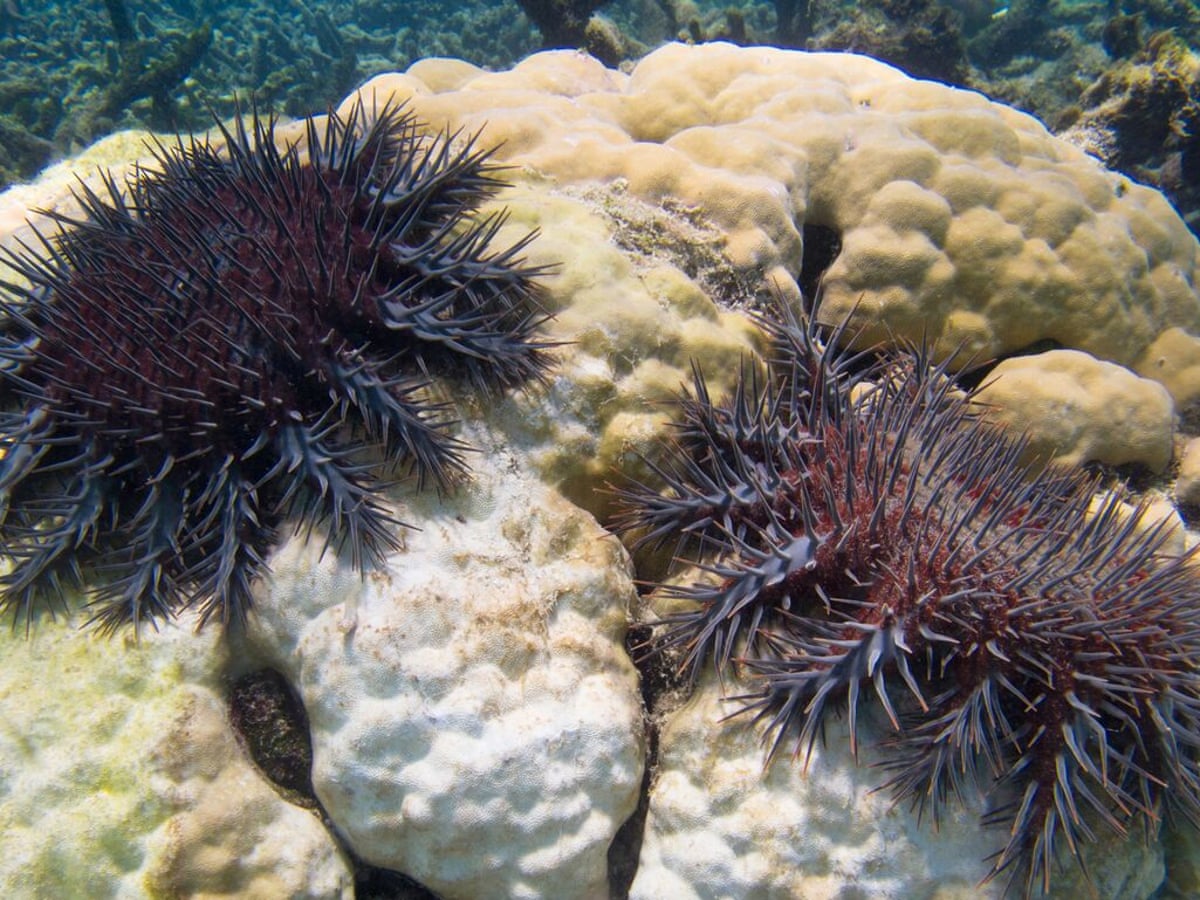 Can you eat crown-of-thorns starfish?