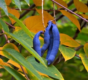 Can you eat dead mans fingers?