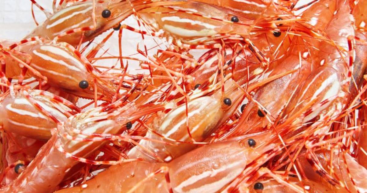 Can you eat dead spot prawn?