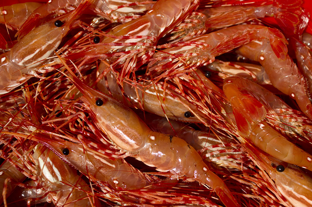 Can you eat dead spot prawns?