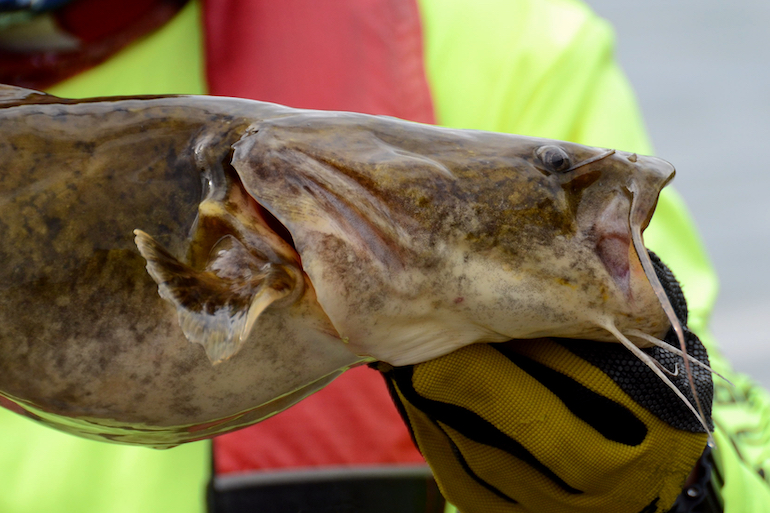 Can you eat flathead?