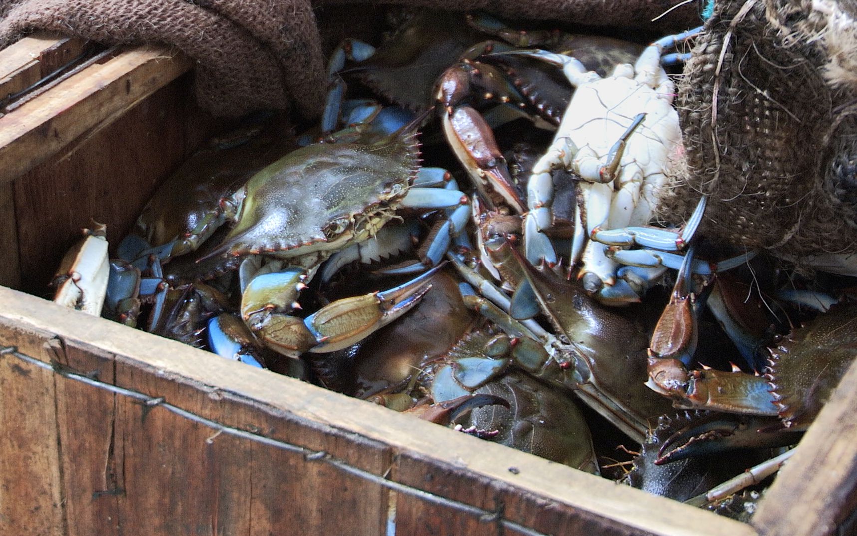 Can you eat Florida blue crabs?