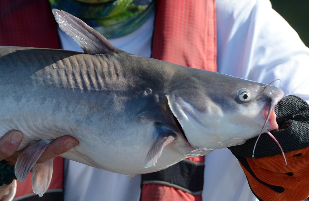 Can you eat free-grown catfish?