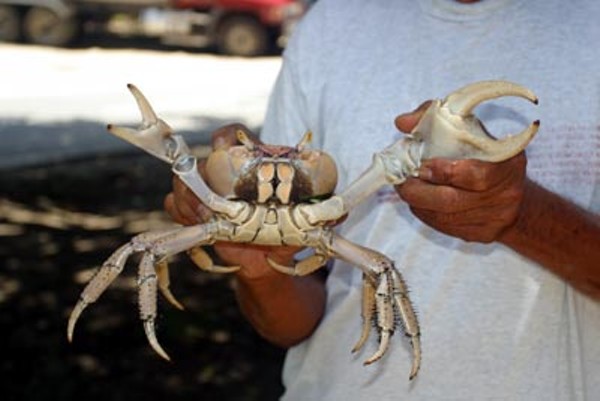 Can you eat land crabs in Florida?