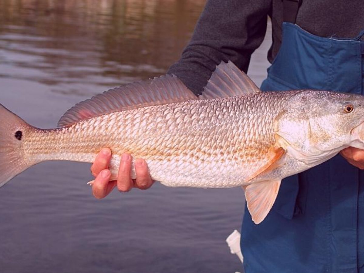 Can you eat large red drum?