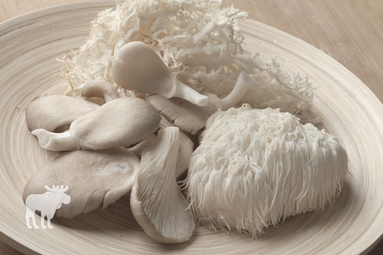 Can you eat Lion's Mane mushrooms?