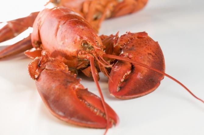 Can you eat lobster one day a week?